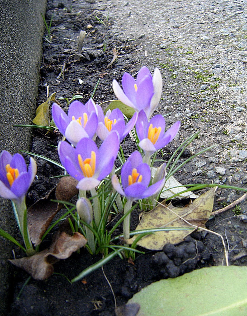 Early Crocus | NatureSpot