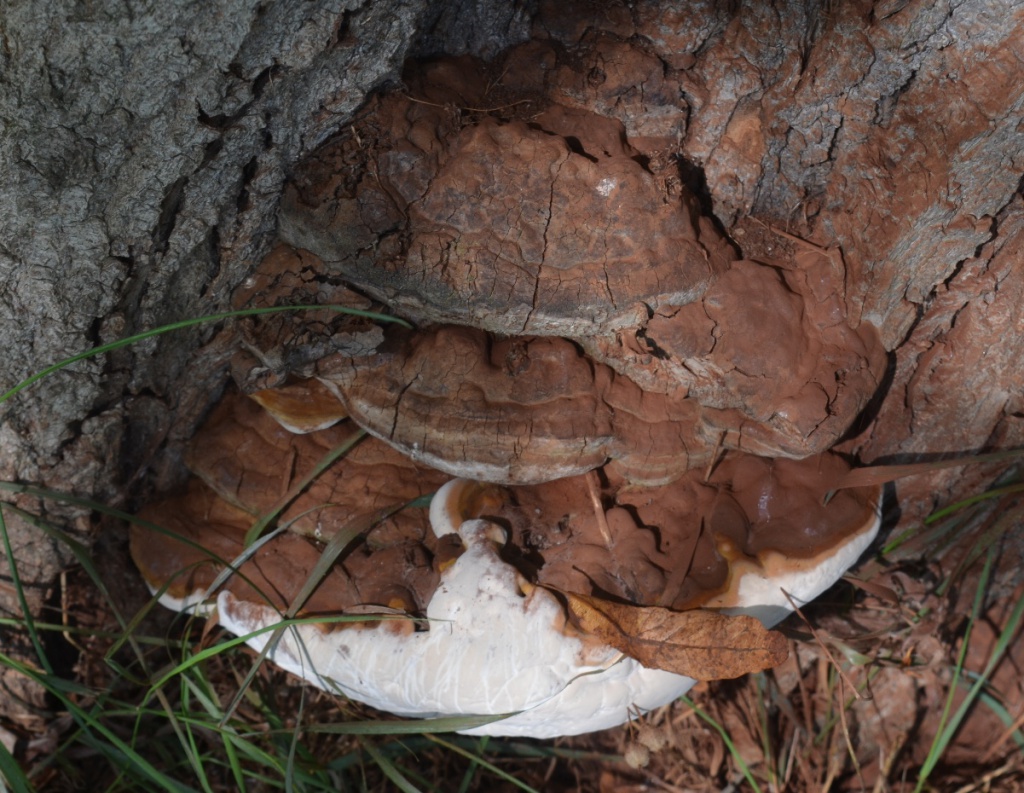 Southern Bracket | NatureSpot