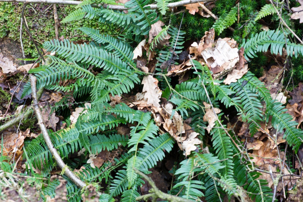 Hard-fern | NatureSpot