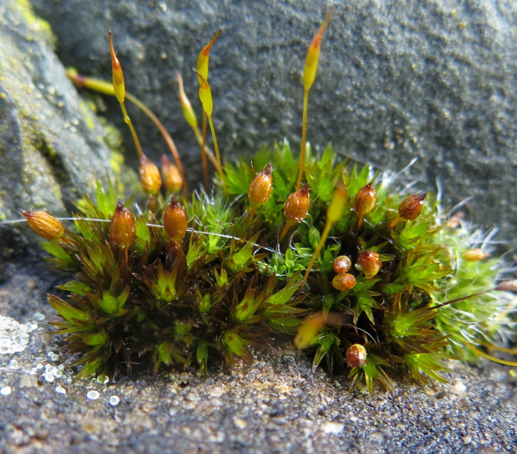 Anomalous Bristle-moss | NatureSpot