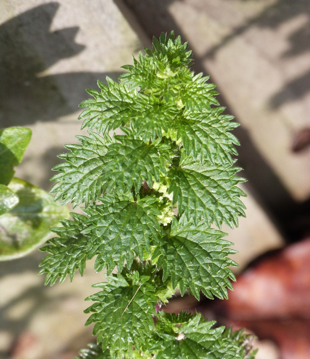 Small Nettle | NatureSpot