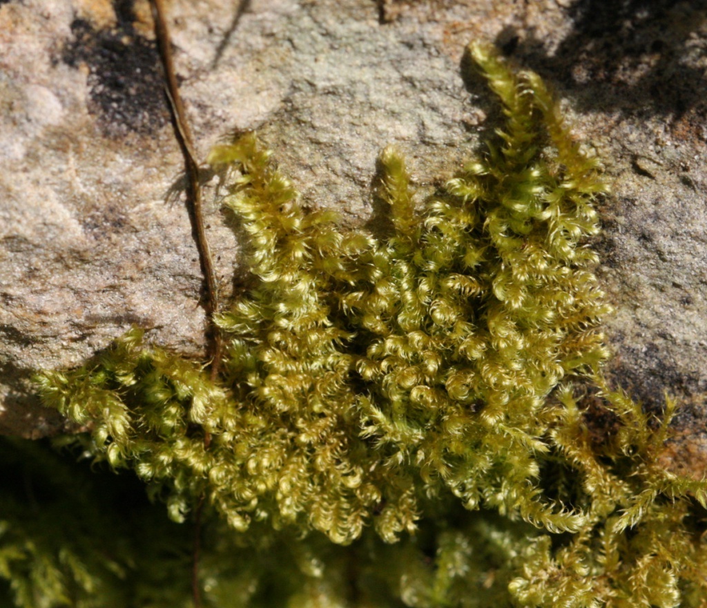 Comb-moss | NatureSpot