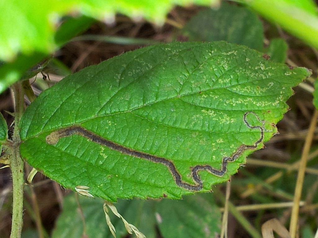 Stigmella aurella | NatureSpot