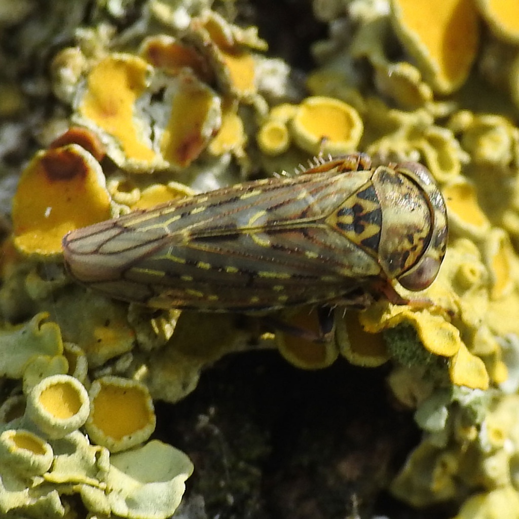 Idiocerus herrichi | NatureSpot