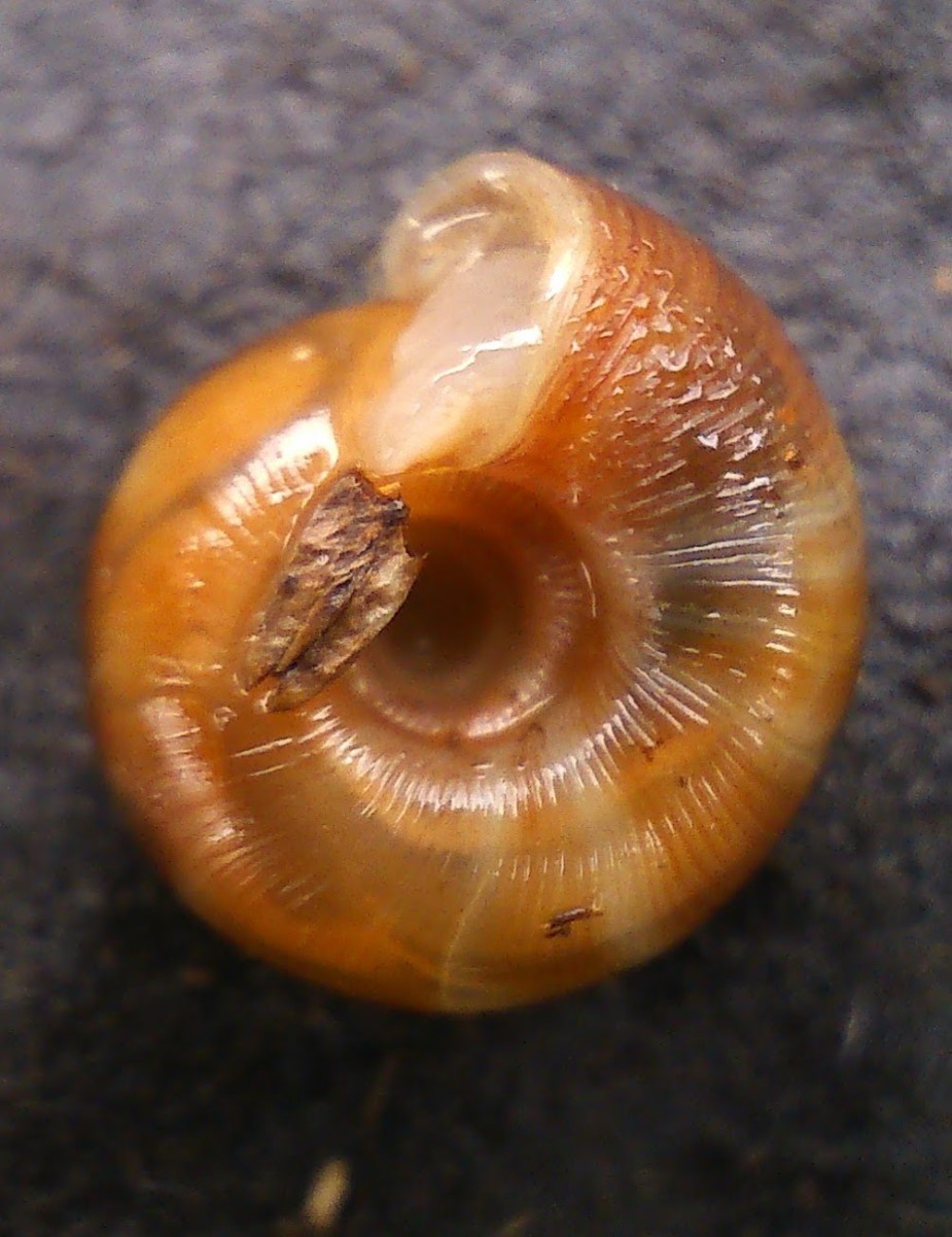 Discus Snail | NatureSpot