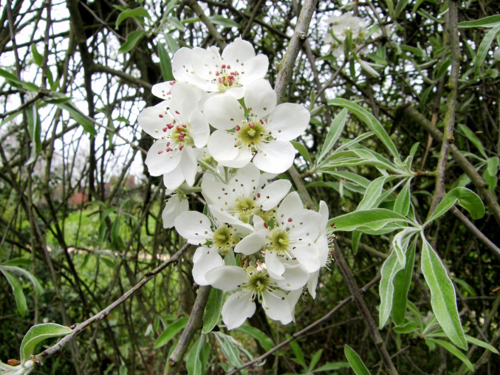 Willow-leaved Pear | NatureSpot