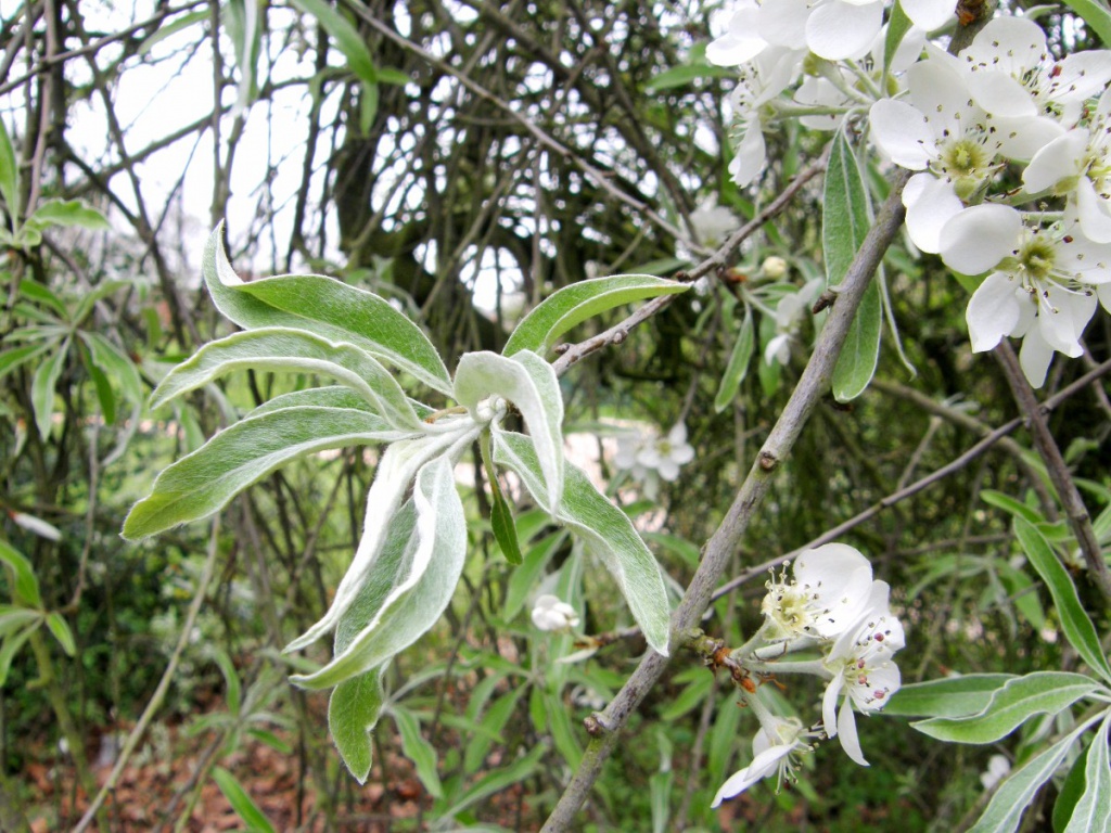Willow-leaved Pear | NatureSpot