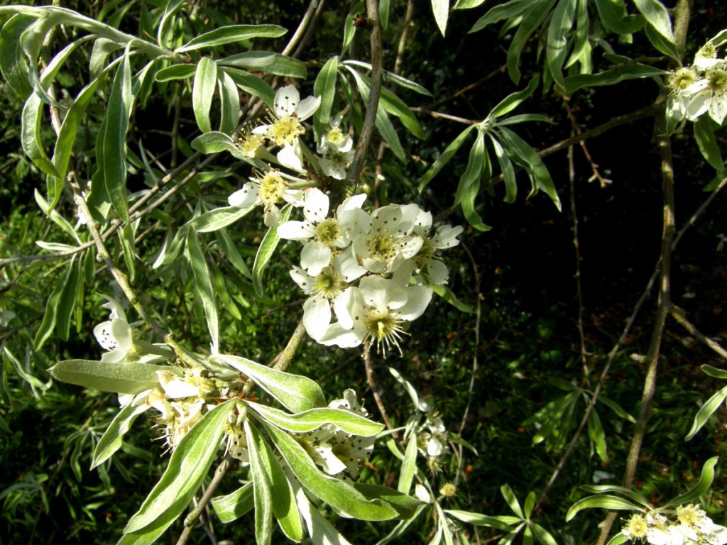 Willow-leaved Pear | NatureSpot
