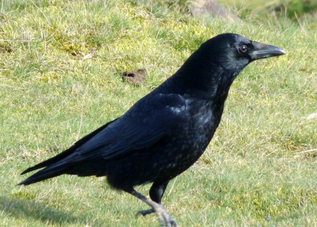 Carrion Crow | NatureSpot