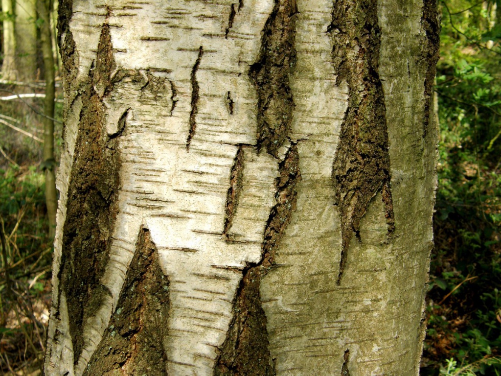 Silver Birch | NatureSpot