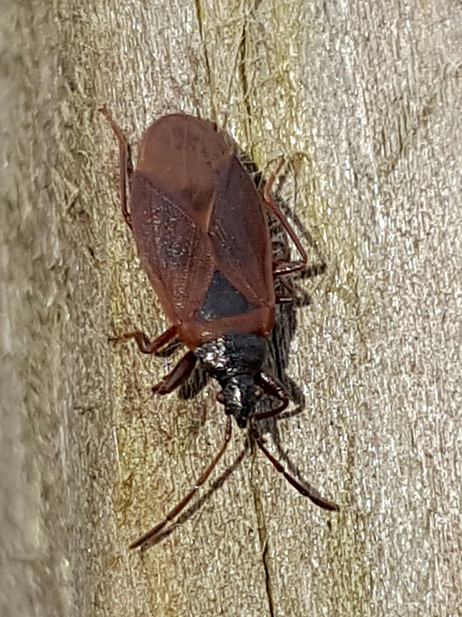 Pine Cone Bug | NatureSpot
