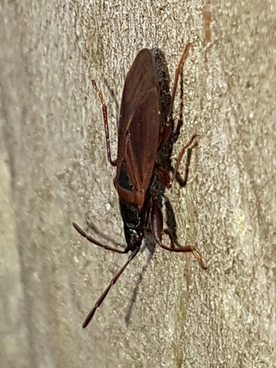 Pine Cone Bug | NatureSpot