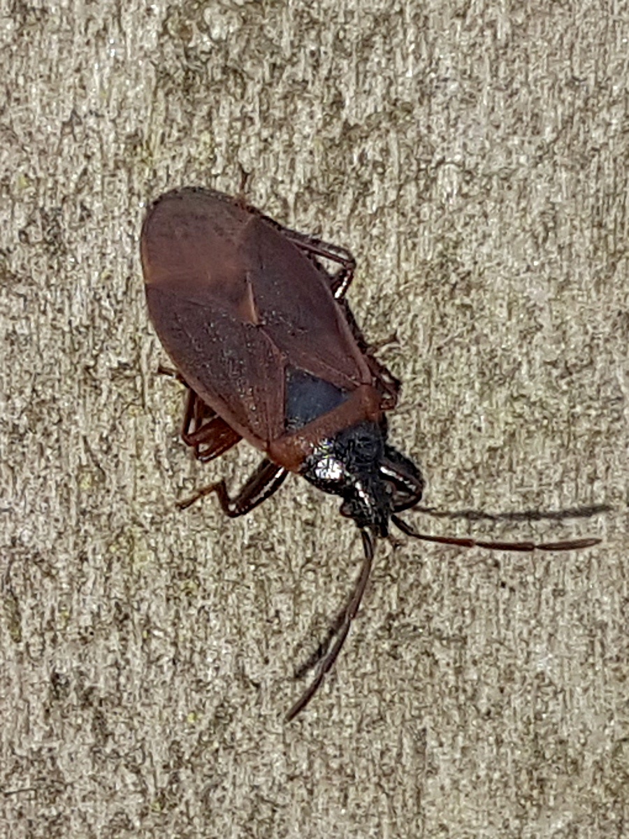 Pine Cone Bug | NatureSpot