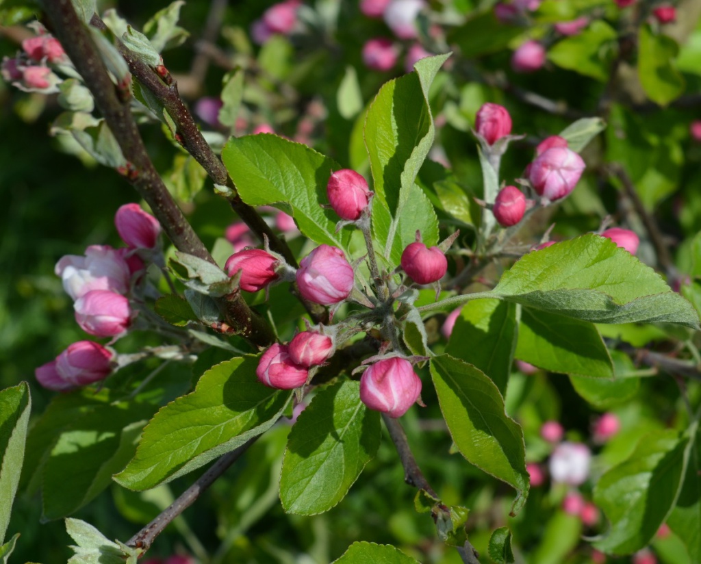 Crab Apple | NatureSpot