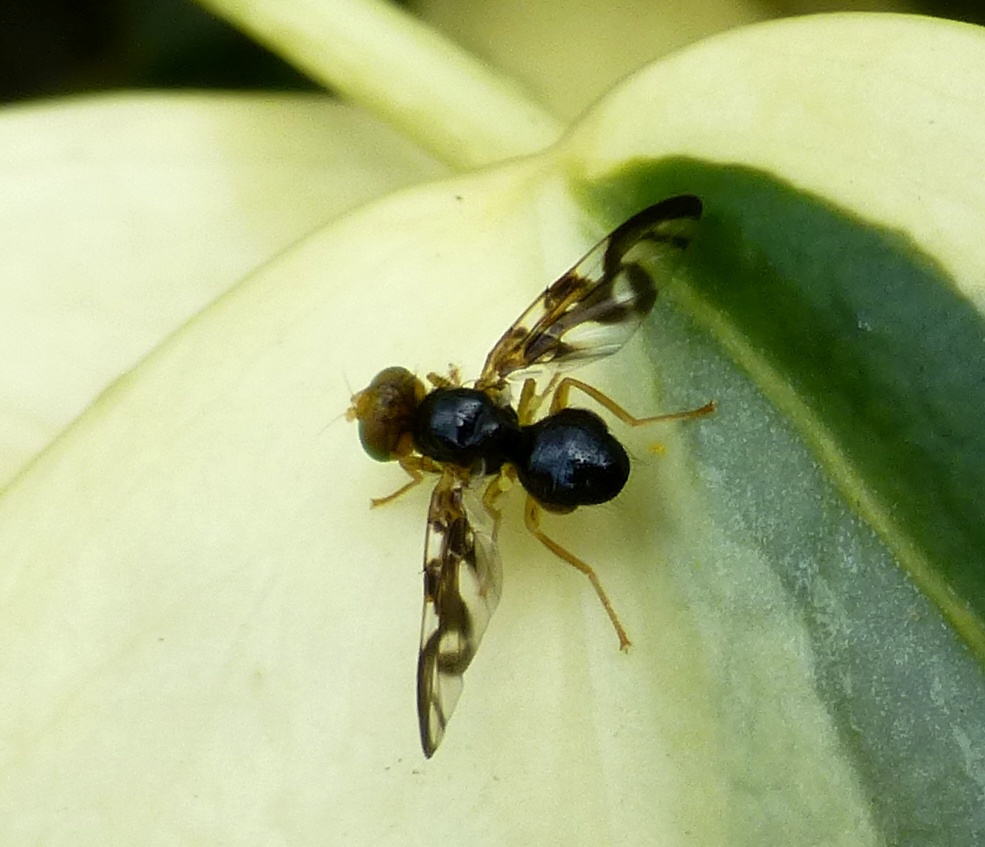 Celery fly | NatureSpot