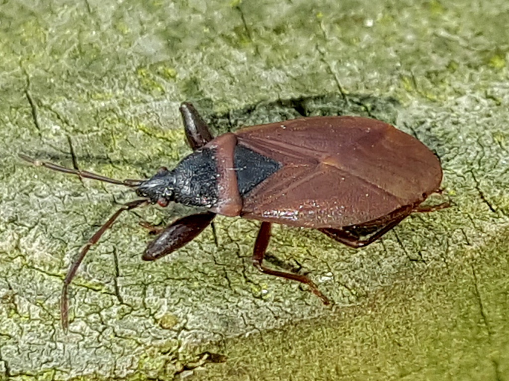 Pine Cone Bug | NatureSpot