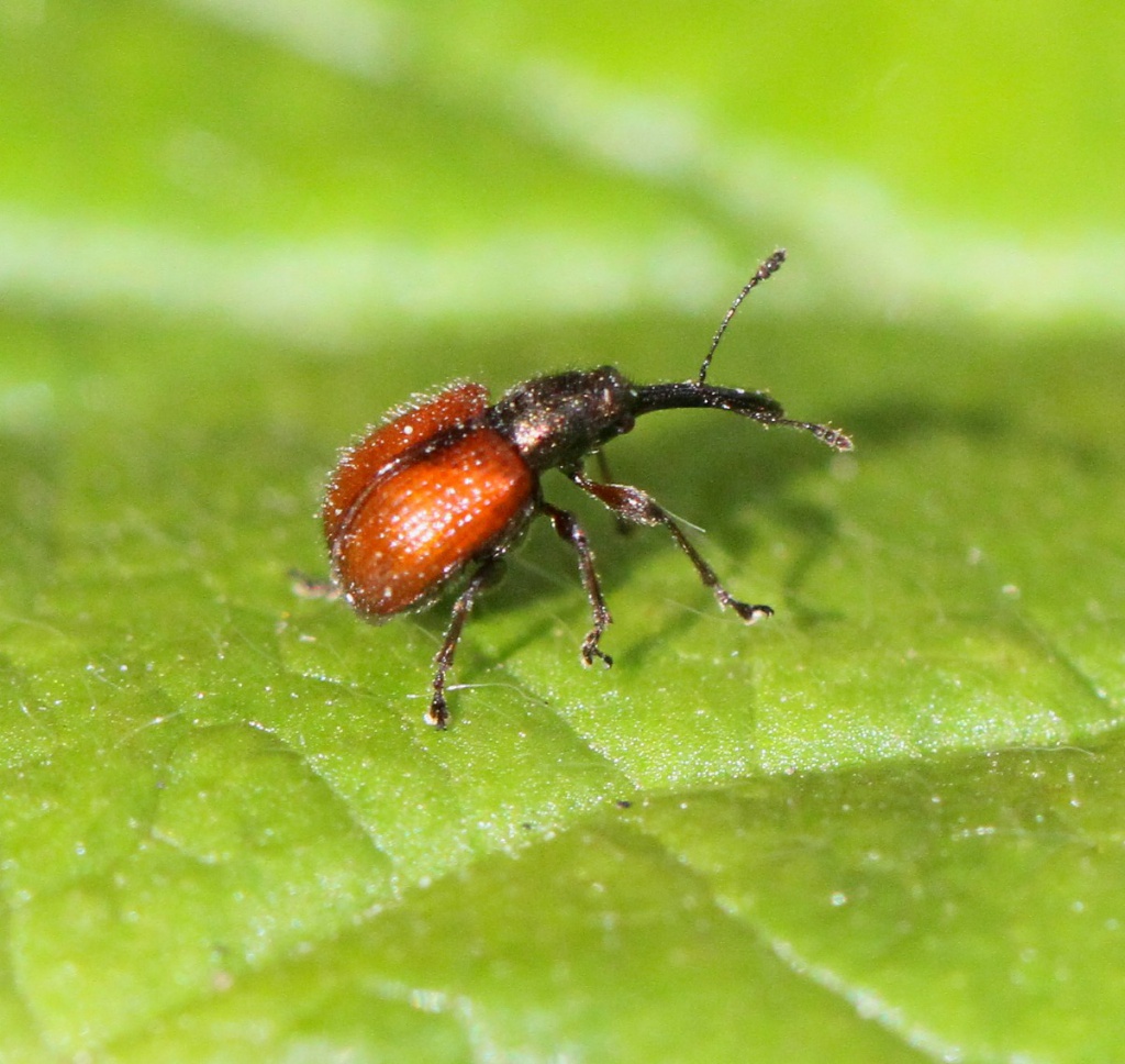 Apple Fruit Weevil | NatureSpot
