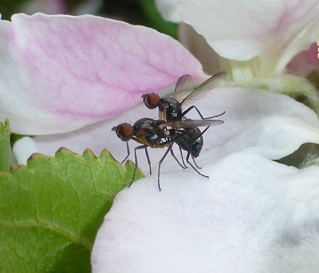 Nemopoda nitidula | NatureSpot
