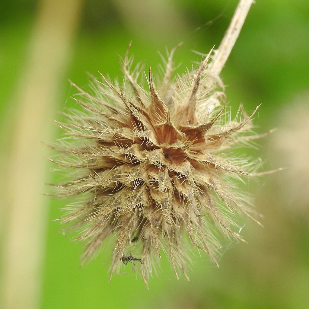 Small Teasel | NatureSpot