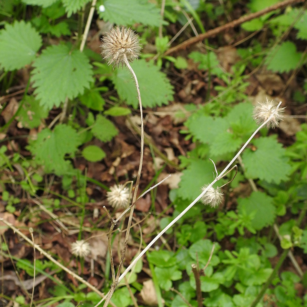 Small Teasel | NatureSpot