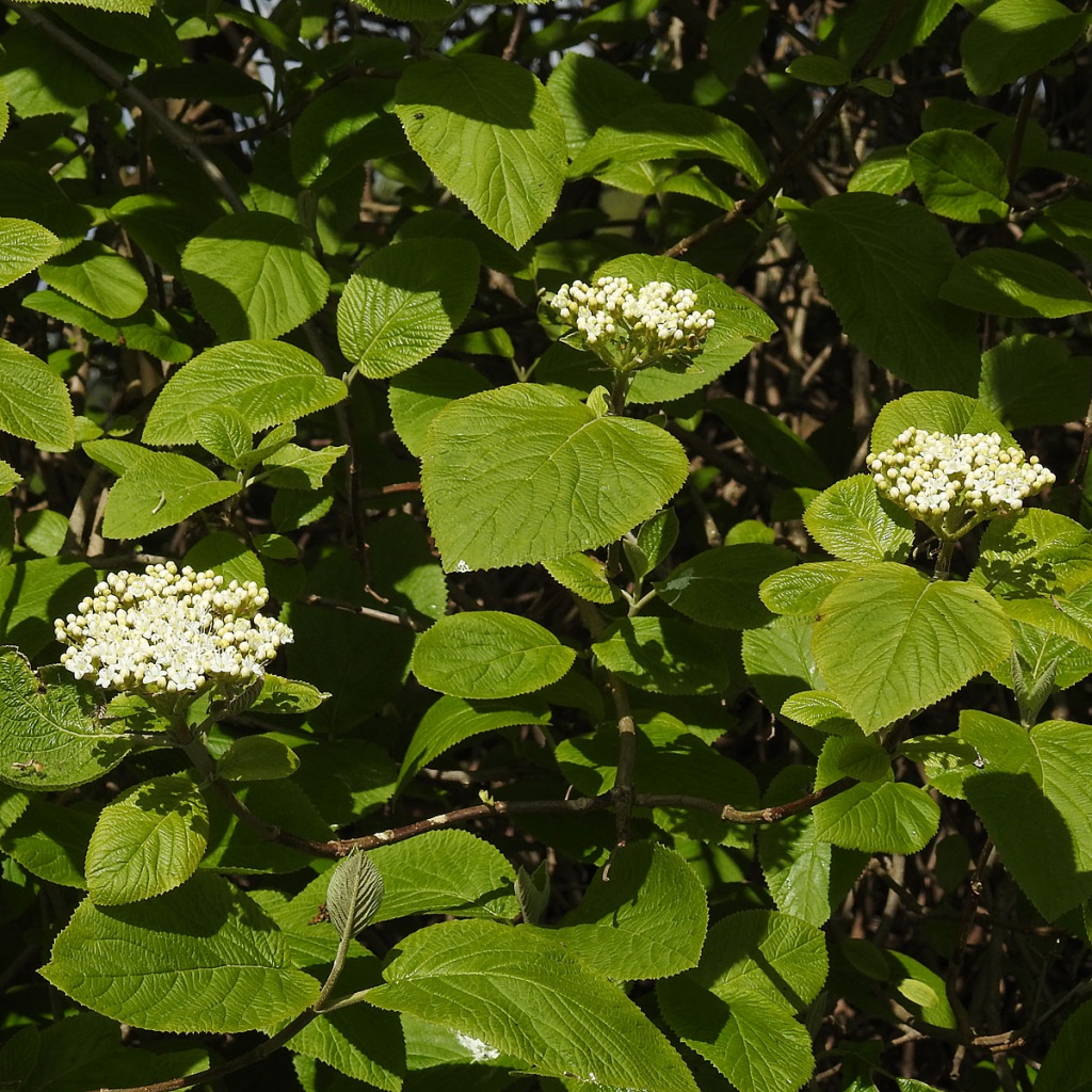 Wayfaring-tree | NatureSpot
