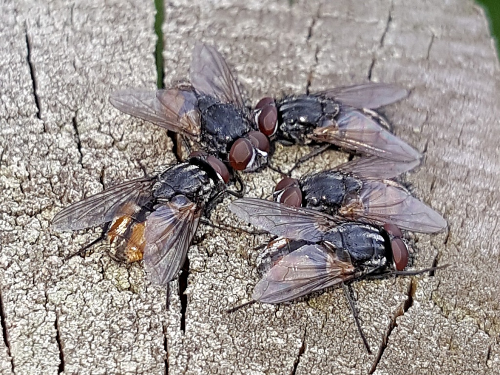 Face Fly | NatureSpot