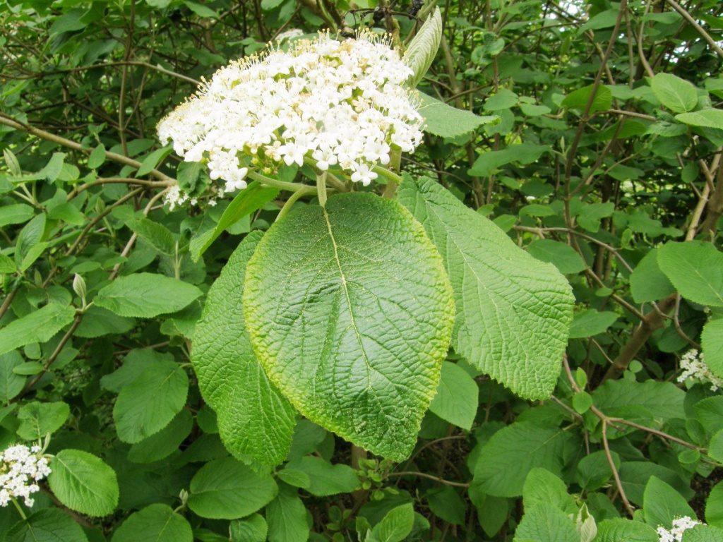 Wayfaring-tree | NatureSpot