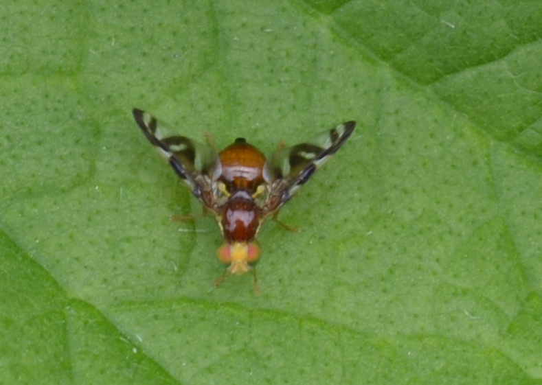 Celery fly | NatureSpot