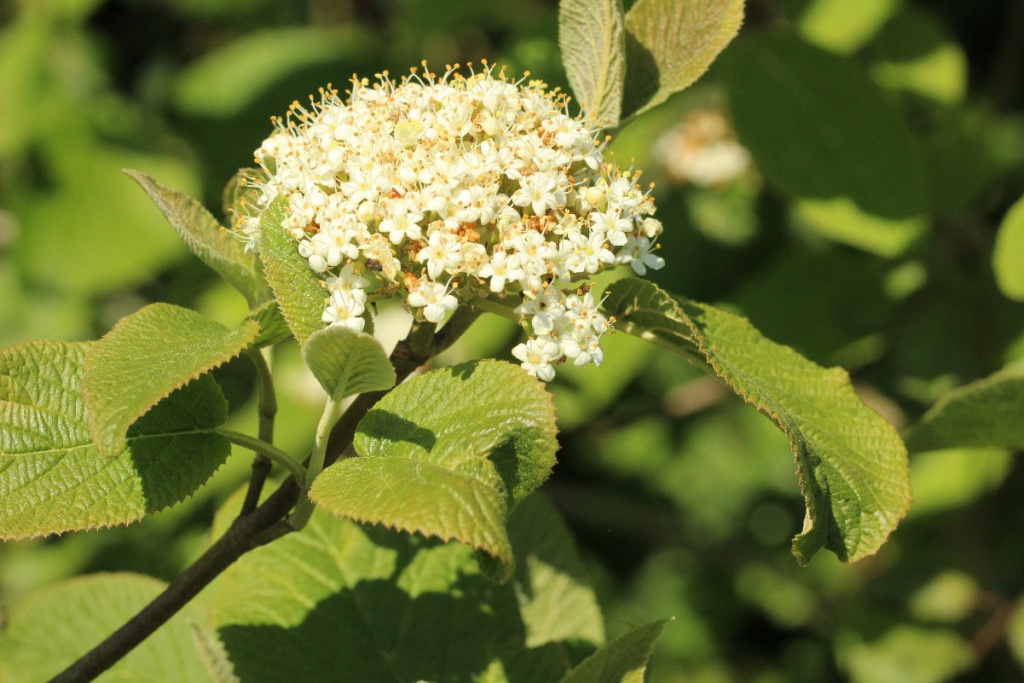 Wayfaring-tree | NatureSpot