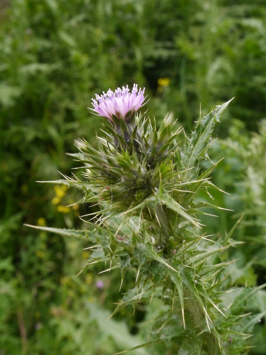 Slender Thistle | NatureSpot