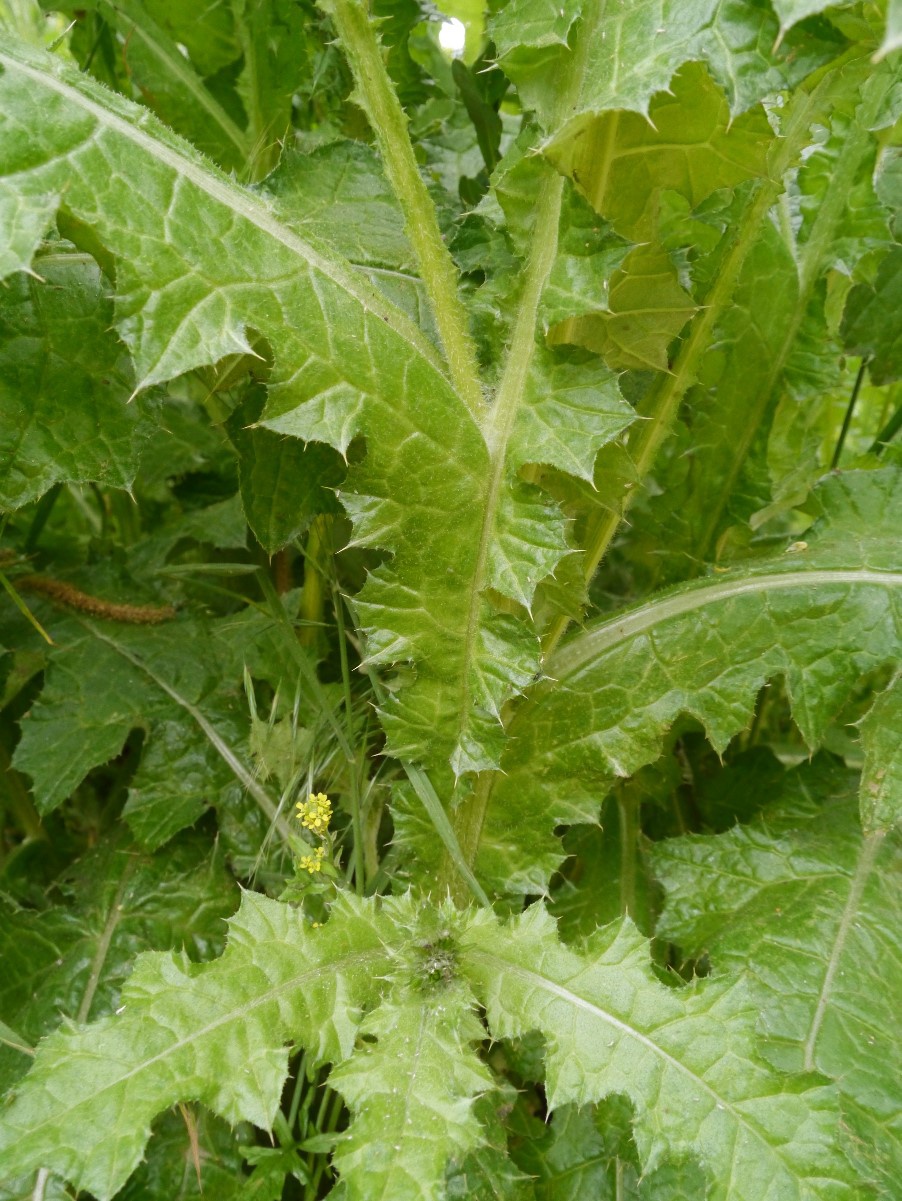 Slender Thistle | NatureSpot