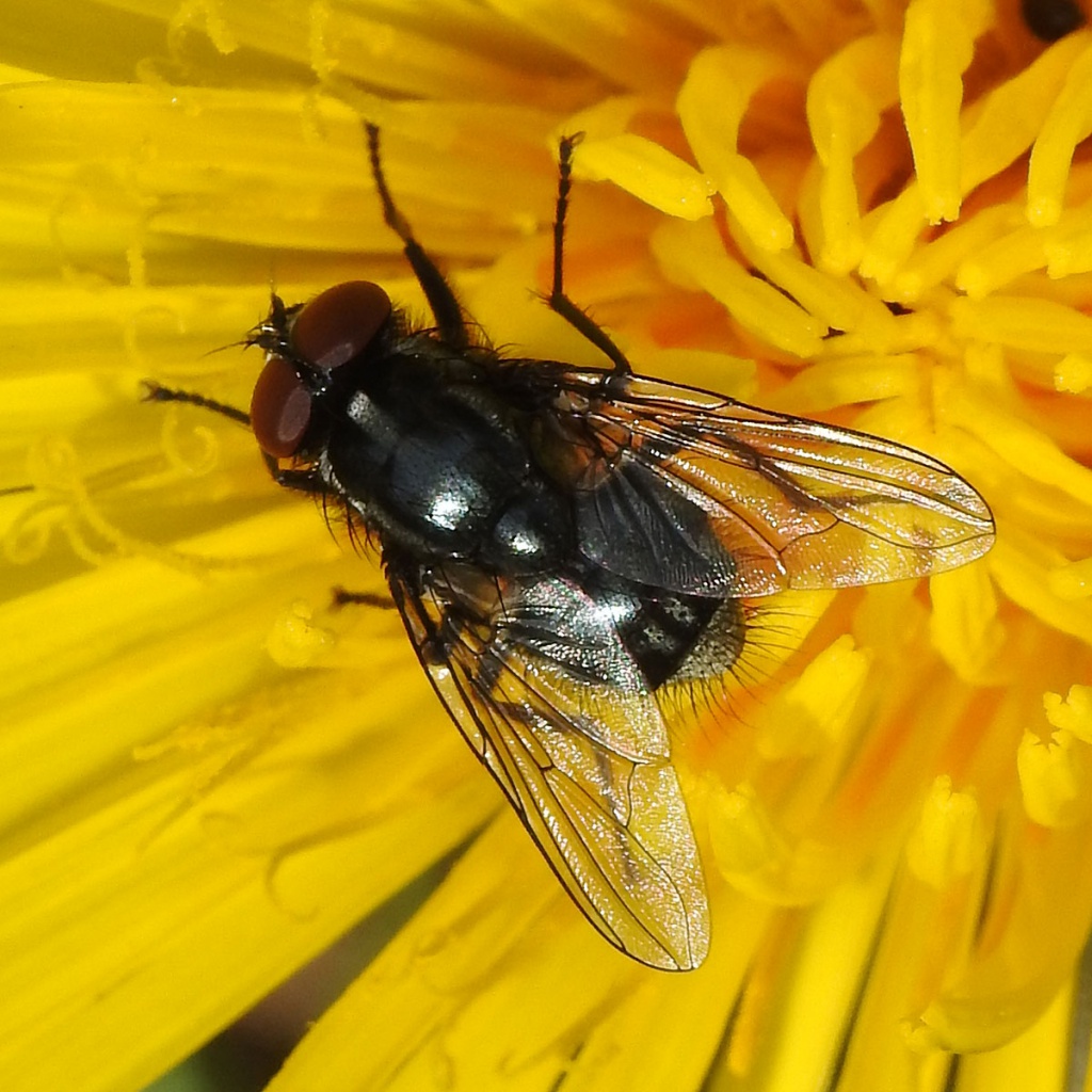 Morellia simplex | NatureSpot