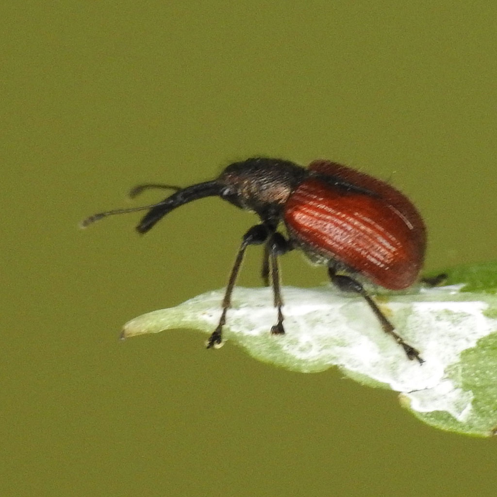 Apple Fruit Weevil | NatureSpot