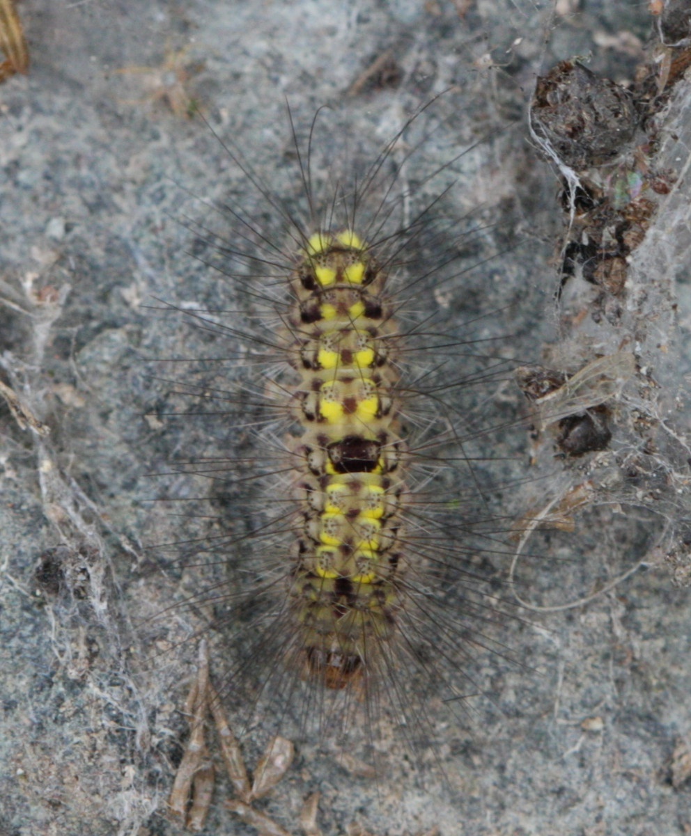 Muslin Footman | NatureSpot