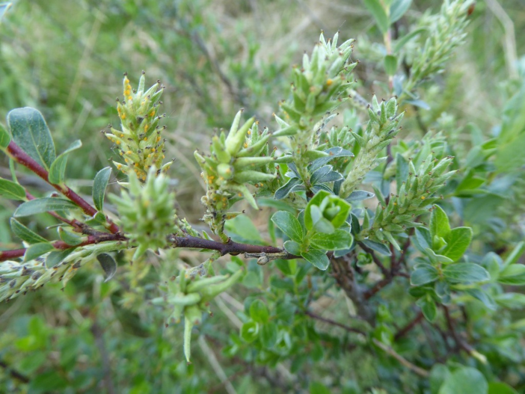Creeping Willow | NatureSpot