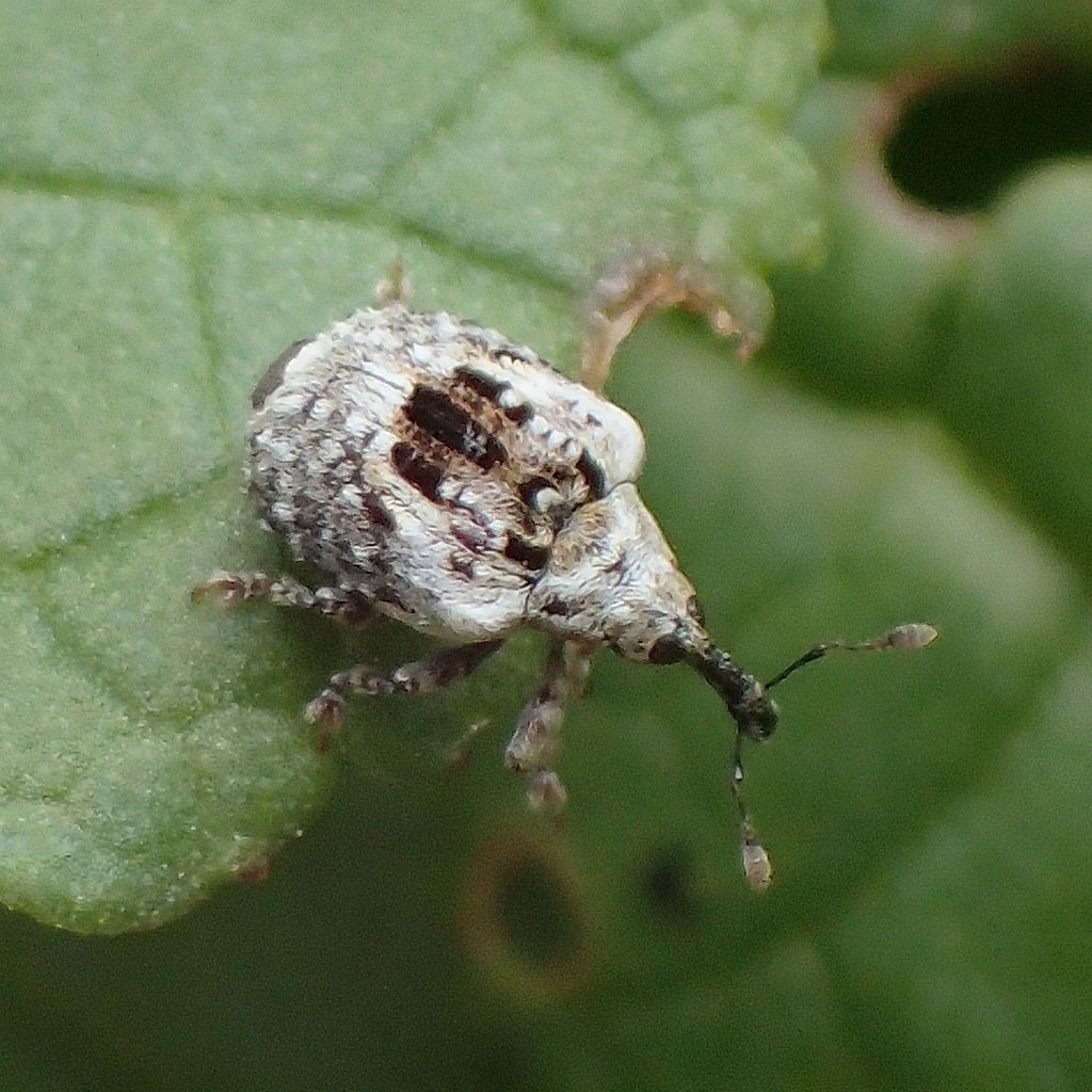Cionus alauda | NatureSpot