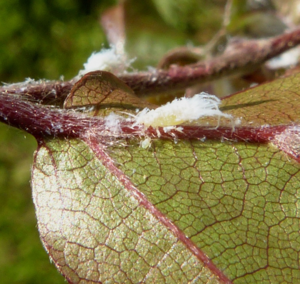Woolly Beech Aphid | NatureSpot