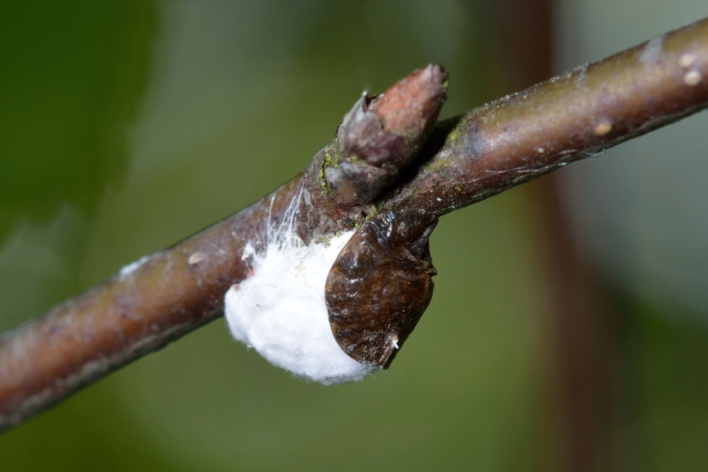 Woolly Vine Scale Insect | NatureSpot