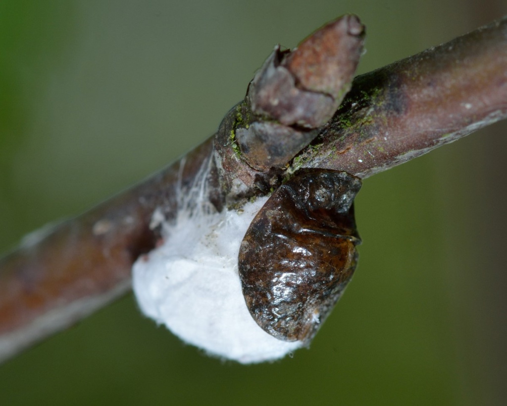 Woolly Vine Scale Insect | NatureSpot