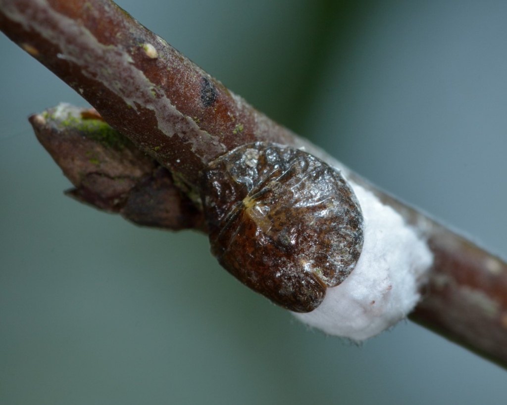 Woolly Vine Scale Insect | NatureSpot
