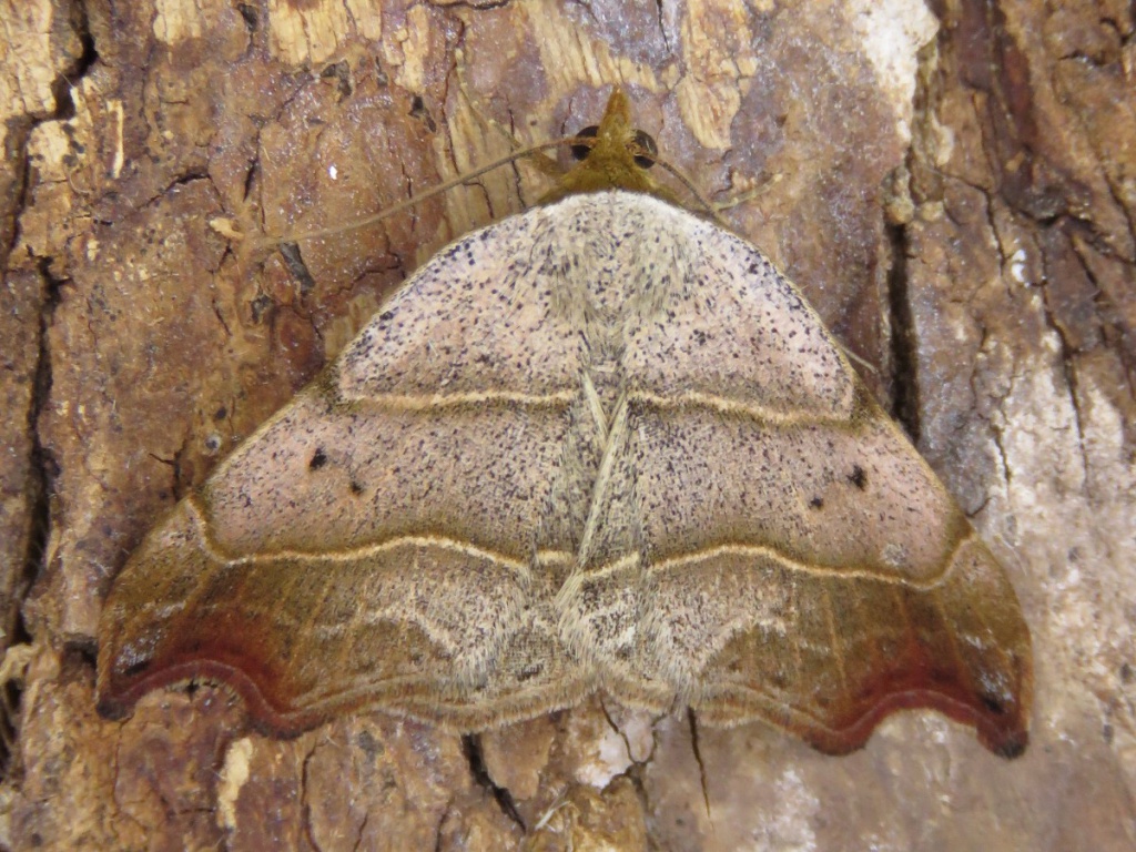 Beautiful Hook-tip | NatureSpot