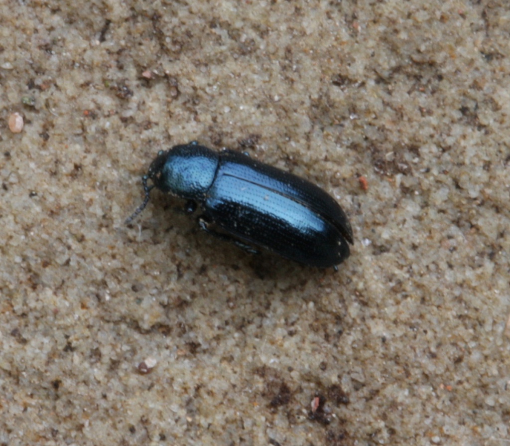 Brooklime Leaf Beetle | NatureSpot