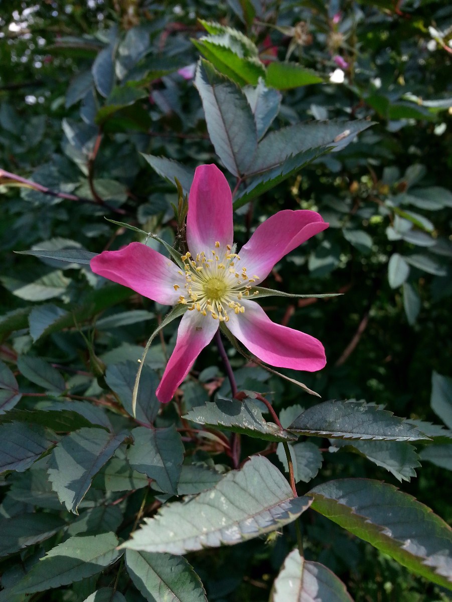 Red-leaved Rose | NatureSpot