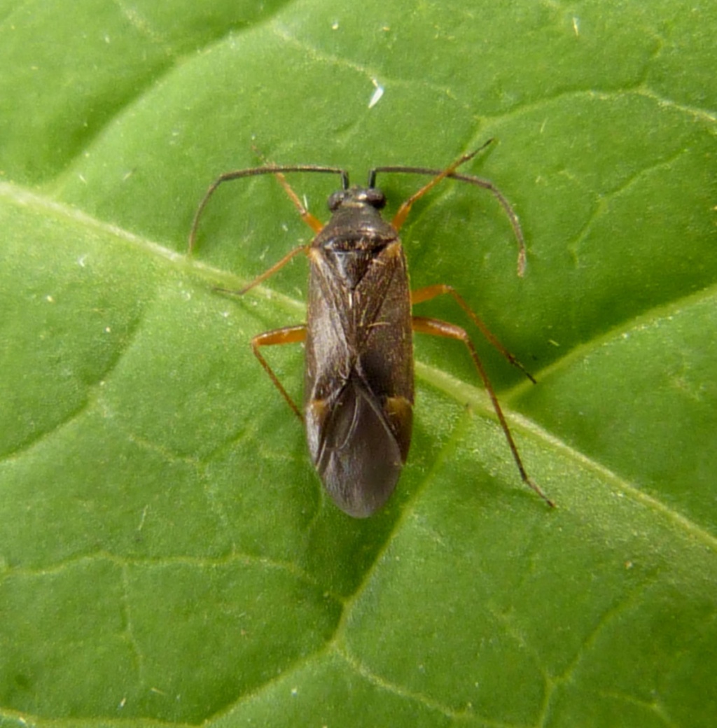 Orthonotus rufifrons | NatureSpot