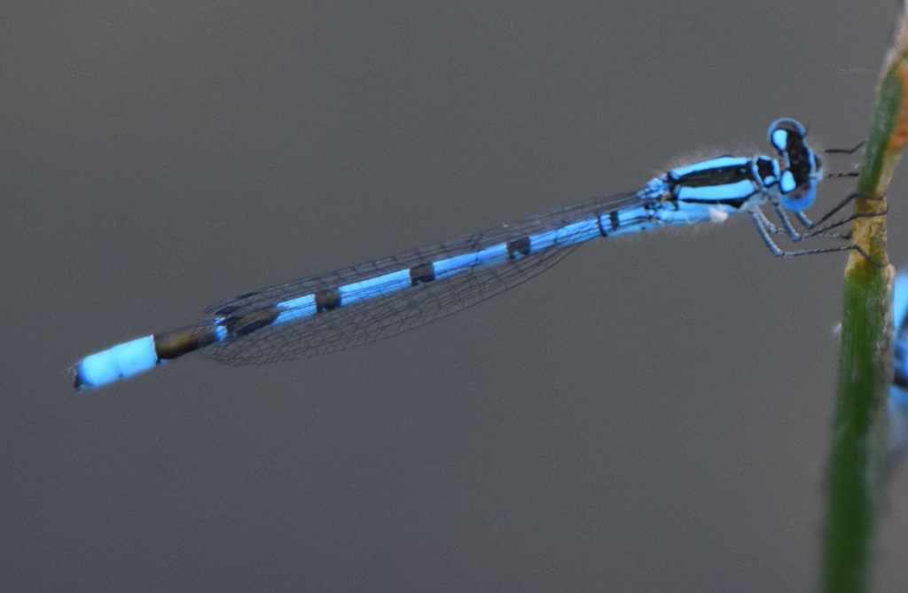 Common Blue Damselfly | NatureSpot