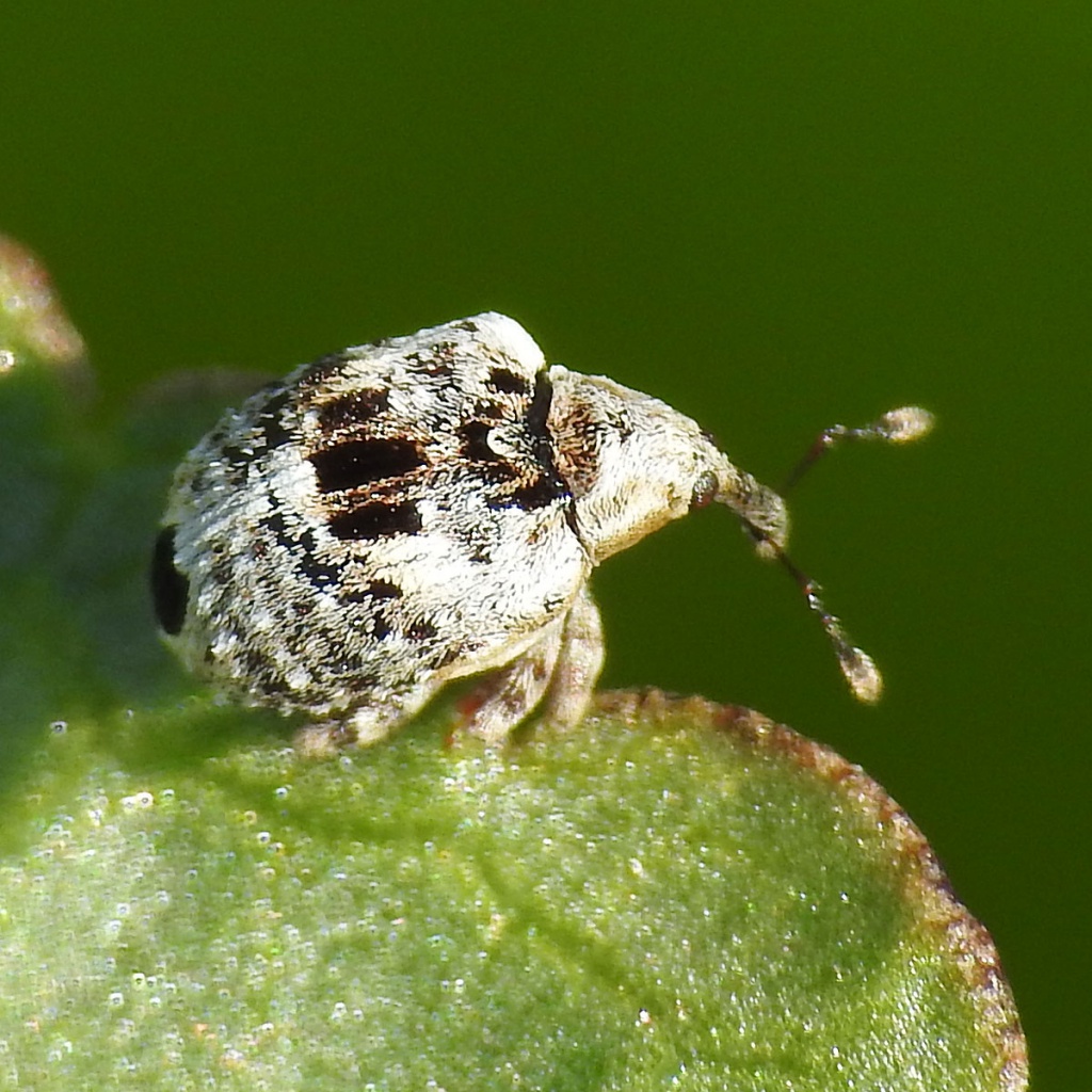 Cionus alauda | NatureSpot