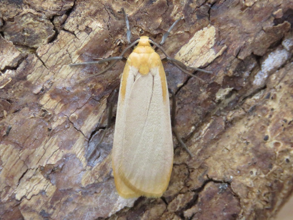 Buff Footman | NatureSpot