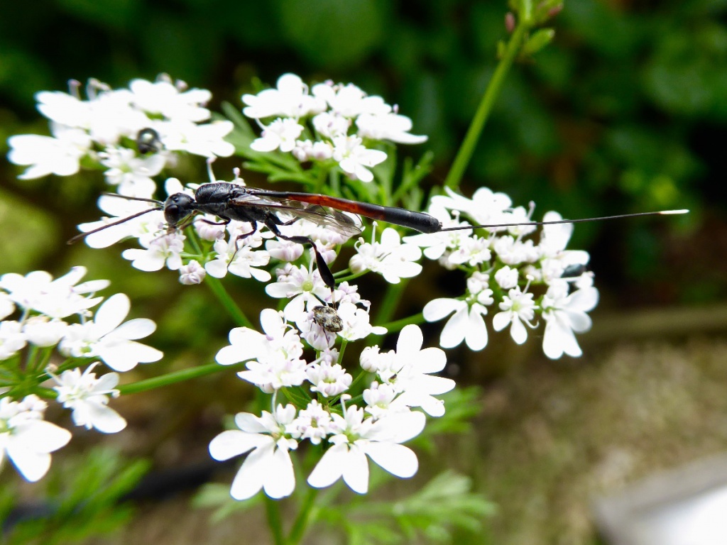 Gasteruption | NatureSpot