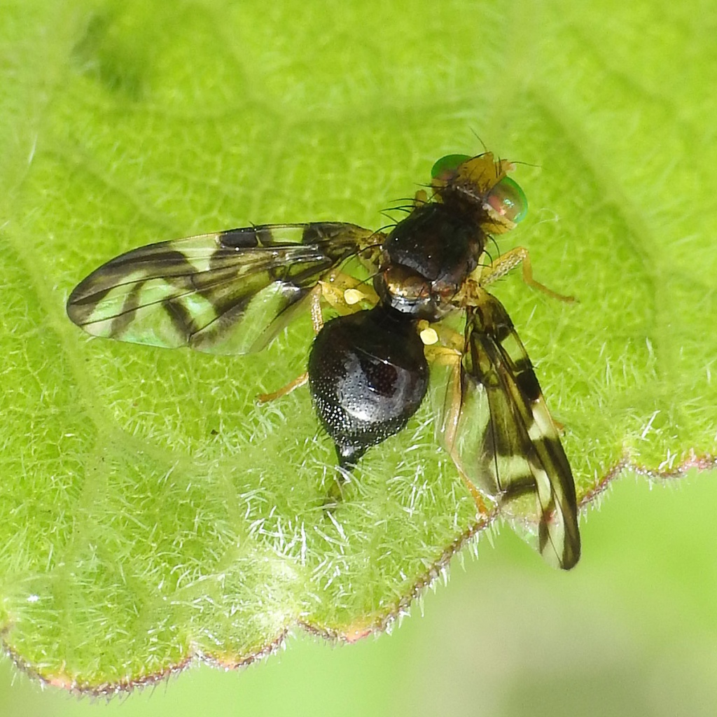 Celery fly | NatureSpot