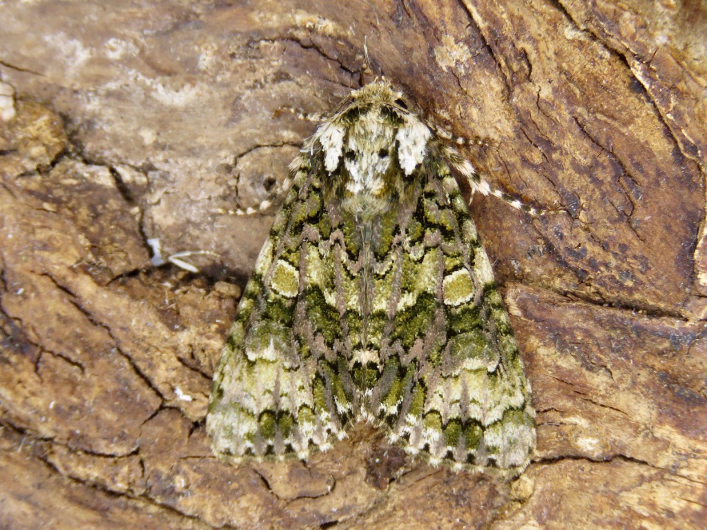 The Coronet | NatureSpot